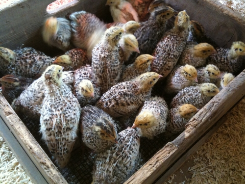 Wachtelmeier - Die Wachtel